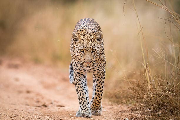 Conservation Efforts Bolster Leopard Populations on Matetsi Private ...
